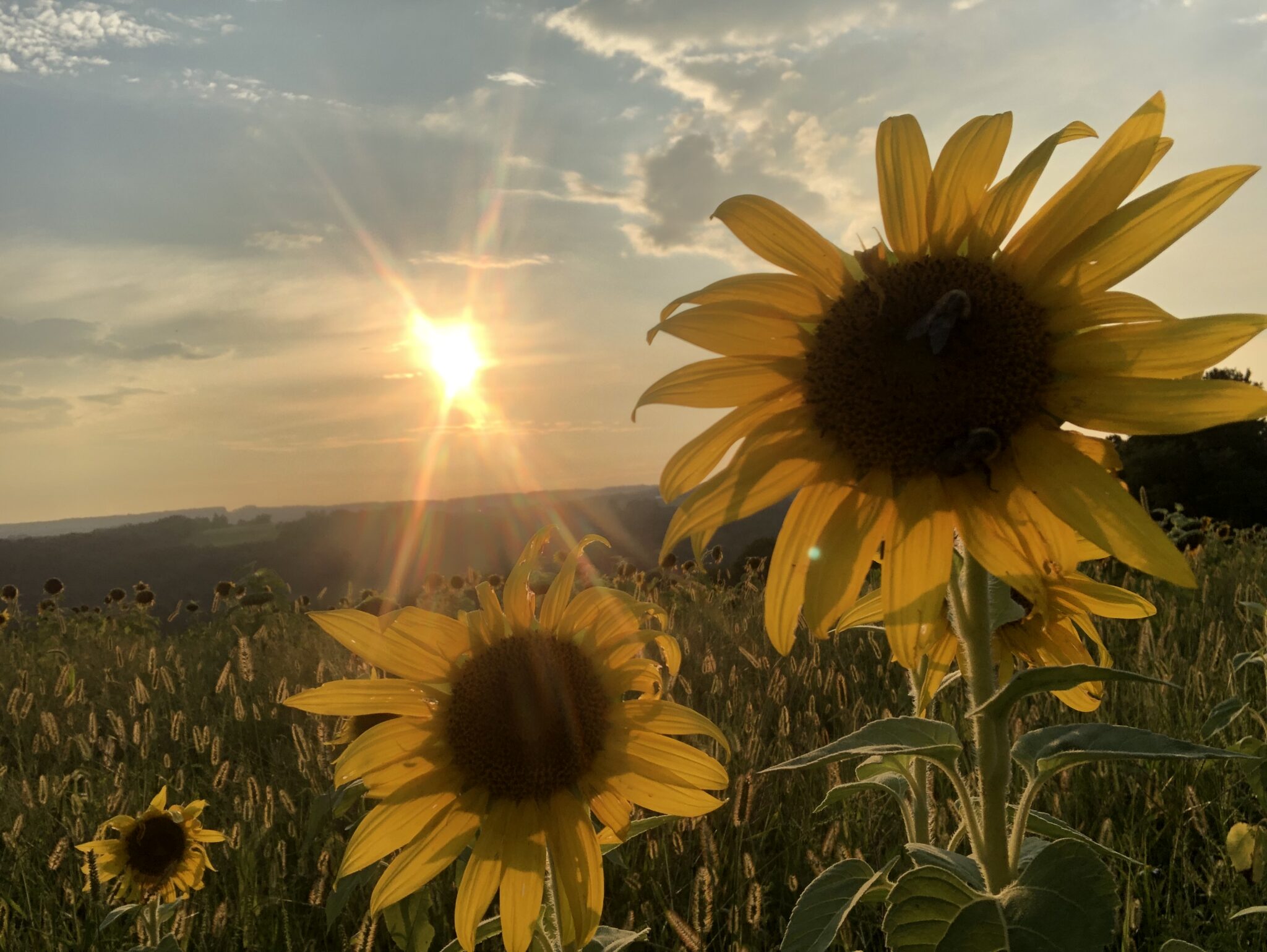 Gee Farms | We Sell Beauty by the Yard!